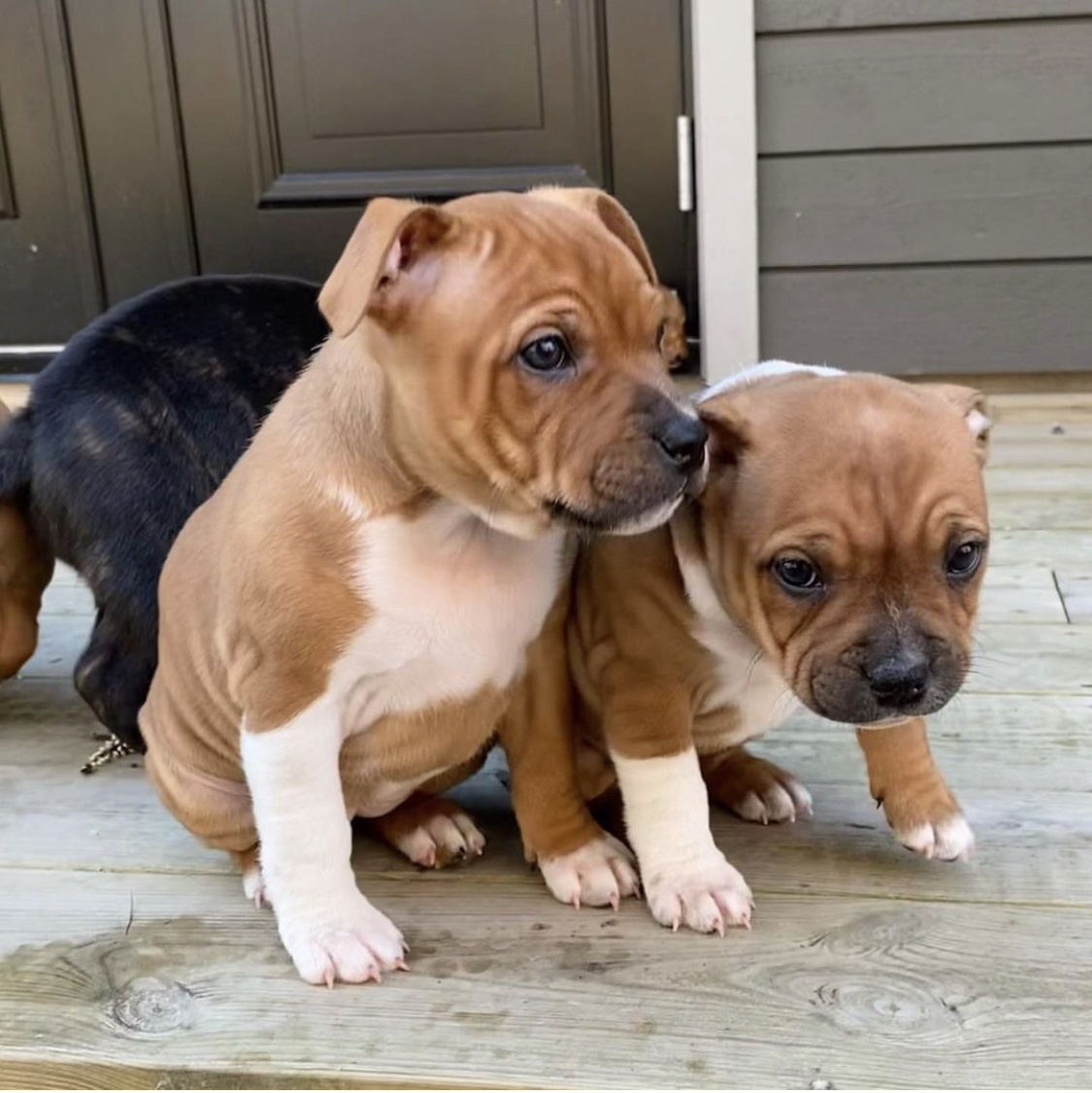 Home [staffordshirebullterrierpuppies.com.ua]
