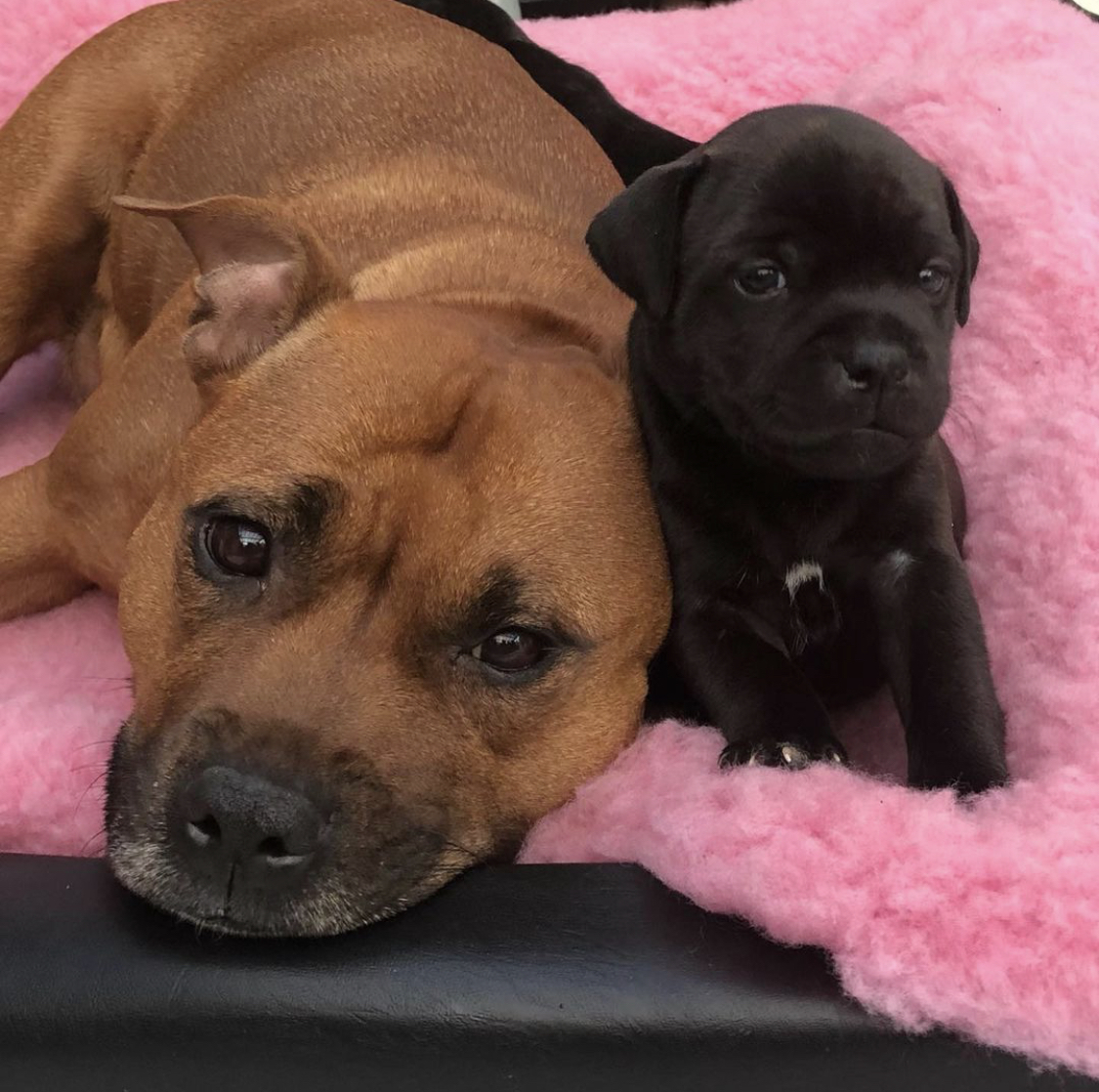 Buy Staffy staffirdshire terrier puppies